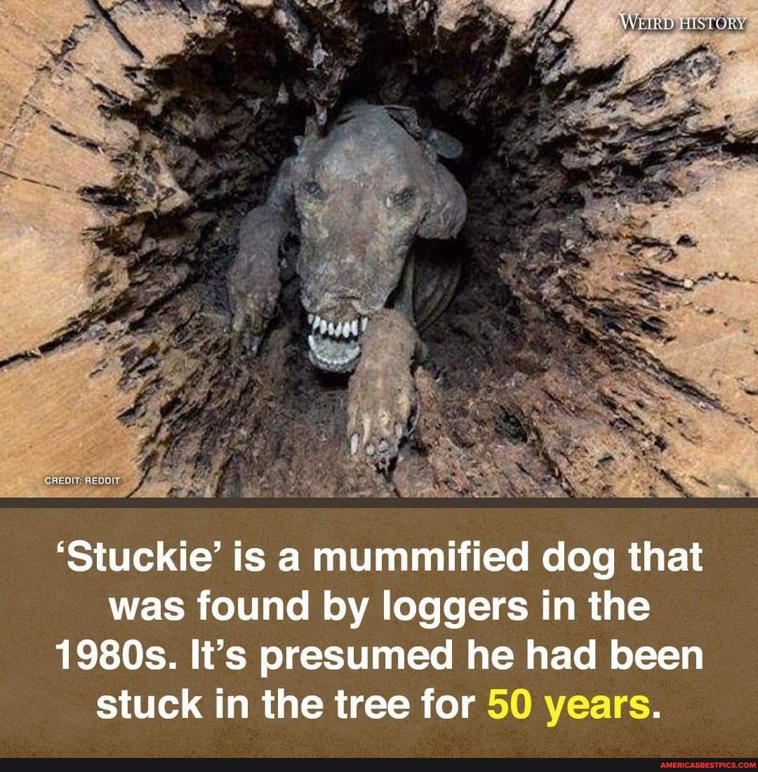 15 Pictures Of Naturally Mummified Animals That Made Us Say 'Whoa' rnkr ...