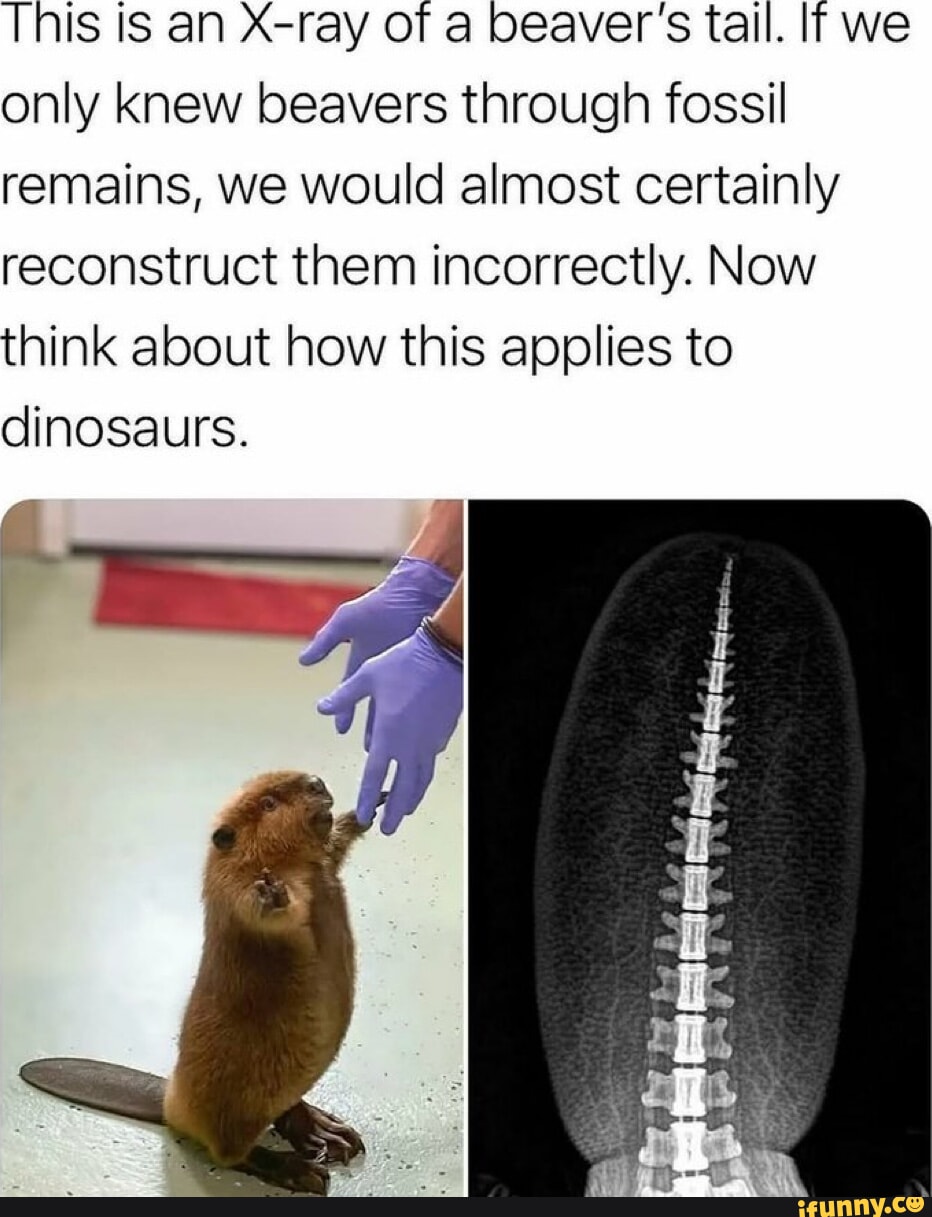 This is an X-ray of a beaver's tail. If we only knew beavers through ...