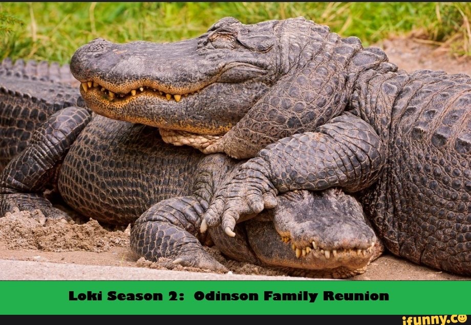 Alligator_loki memes. Best Collection of funny Alligator_loki pictures ...