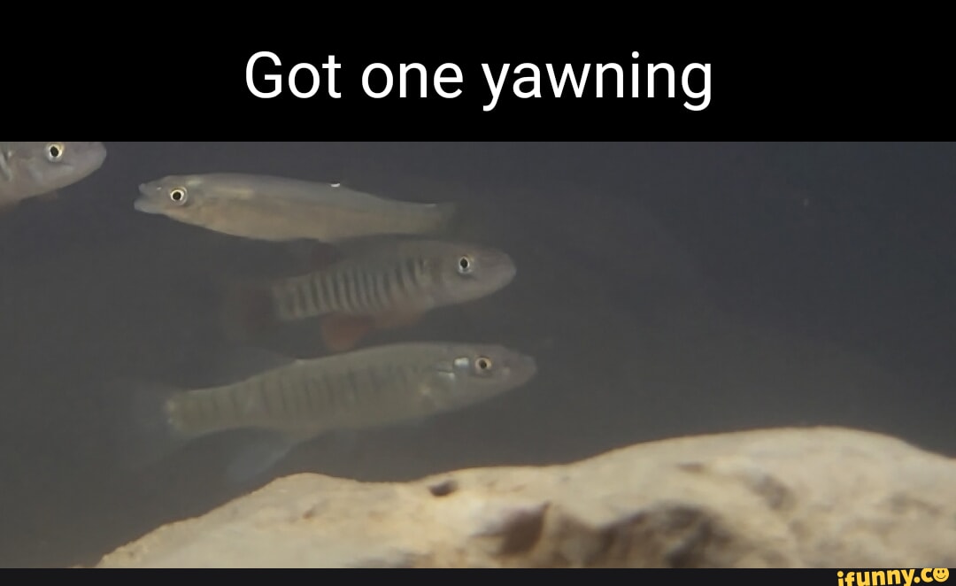 Yawning memes. Best Collection of funny Yawning pictures on iFunny