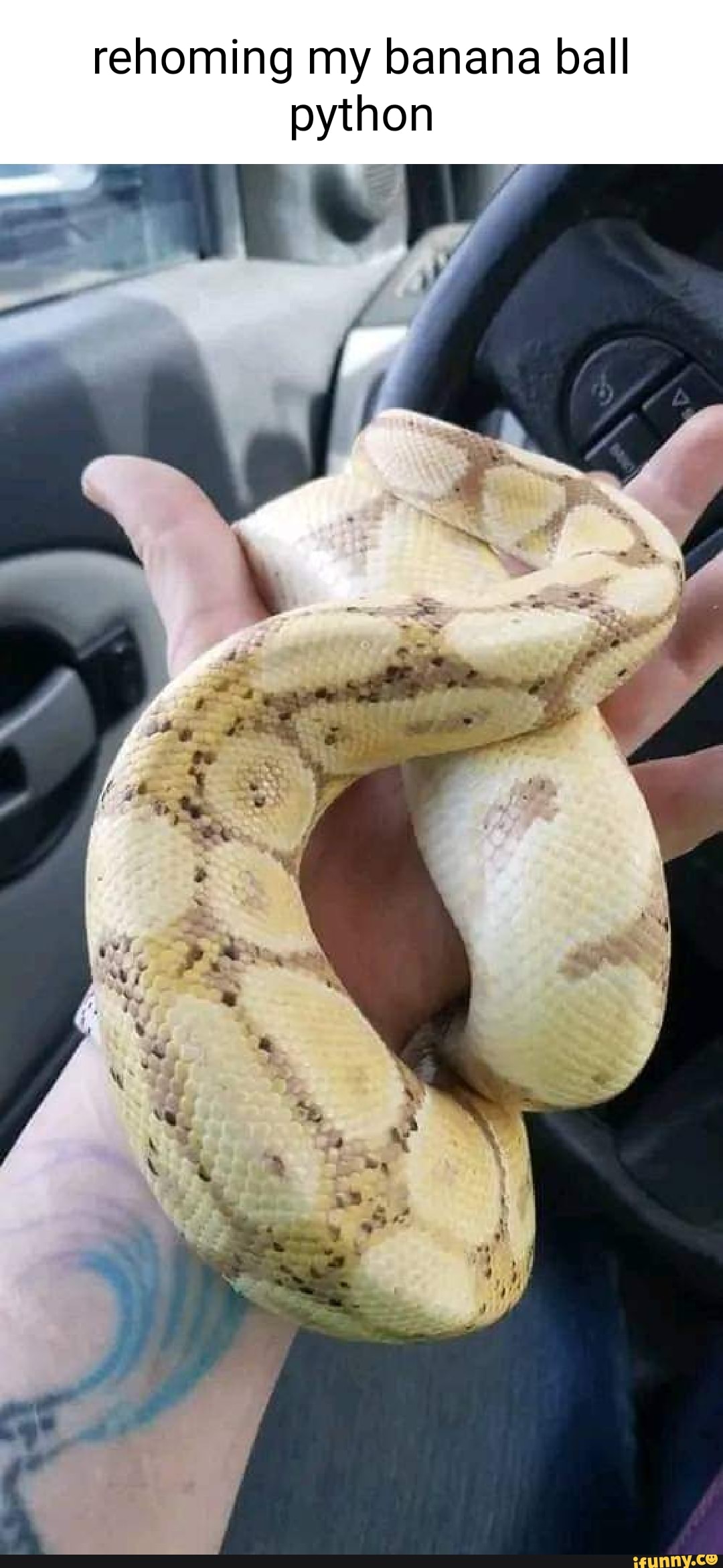 Rehoming my banana ball python - iFunny