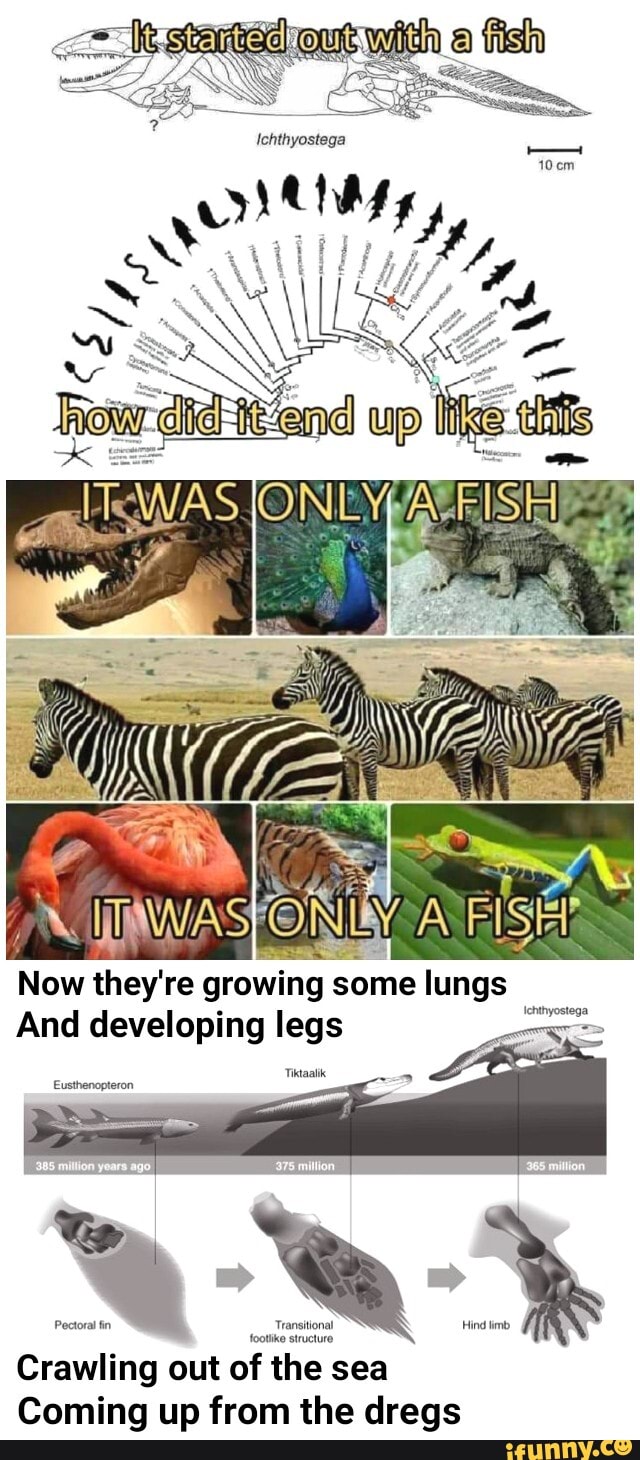 Ichthyostega memes. Best Collection of funny Ichthyostega pictures on ...