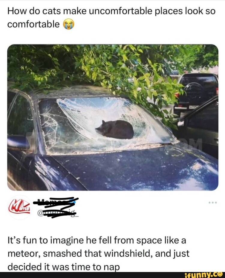 How do cats make uncomfortable places look so comfortable It's fun to ...