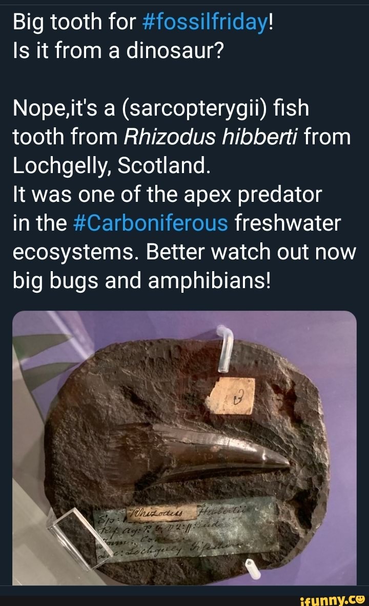 Rhizodus memes. Best Collection of funny Rhizodus pictures on iFunny