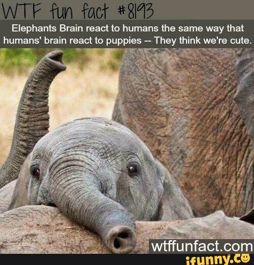 Elephants memes. Best Collection of funny Elephants pictures on iFunny