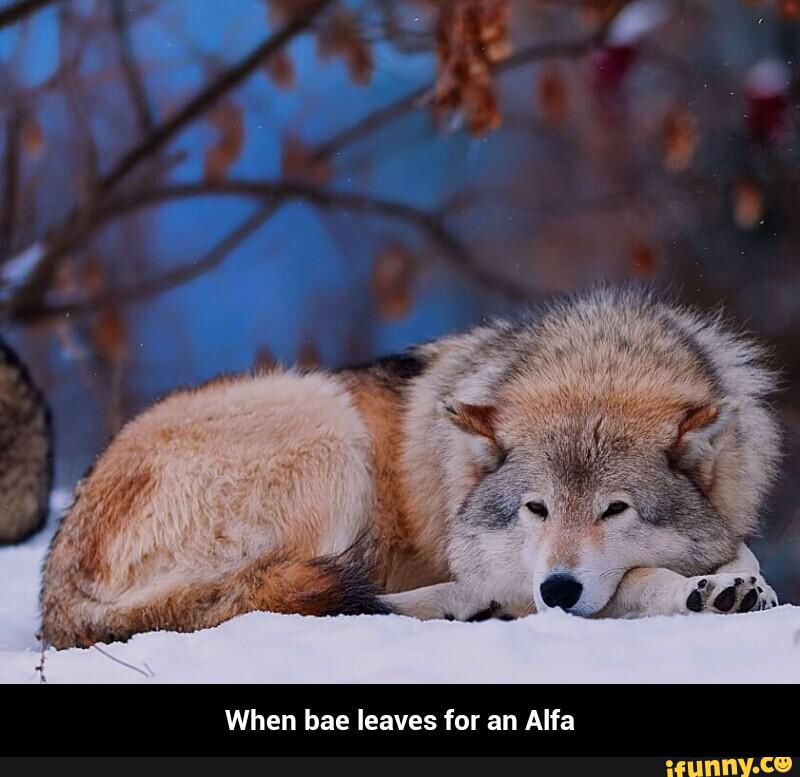 Sadwolf memes. Best Collection of funny Sadwolf pictures on iFunny
