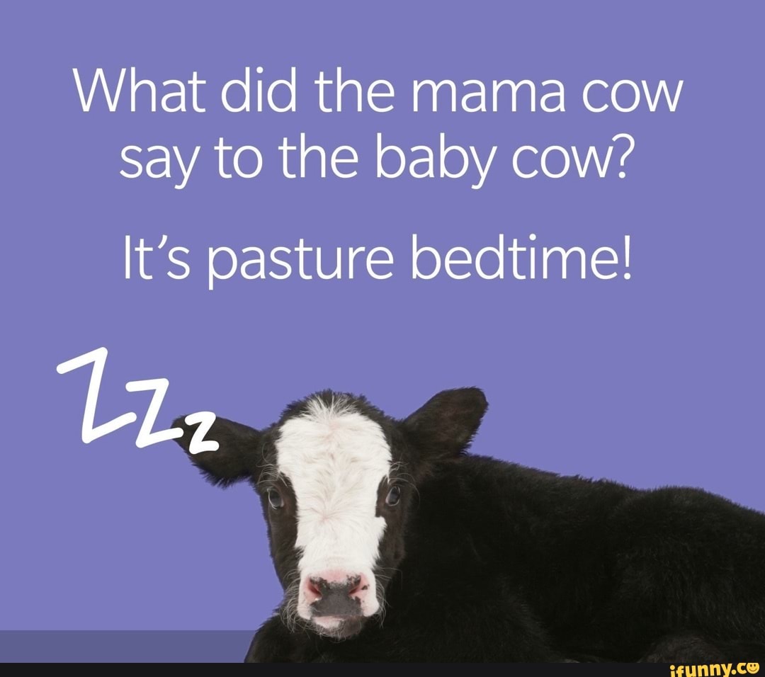 What did the mama cow say to the baby cow? It's pasture bedtime! - iFunny
