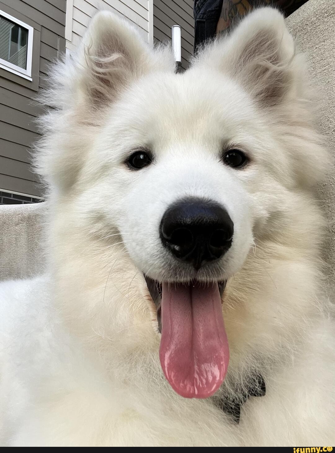 Samoyed memes. Best Collection of funny Samoyed pictures on iFunny