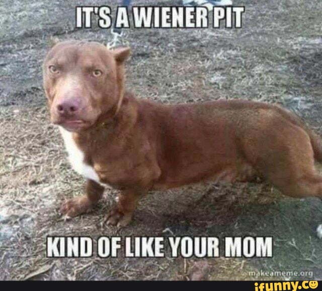 Staffordshire_bull_terrier memes. Best Collection of funny ...