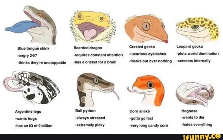 Blue tongue skink cangry thinks thoy're unstoppable -has a cricket for ...