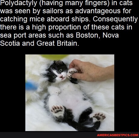 Polydactyly (having many fingers) In cats was seen by sailors as ...