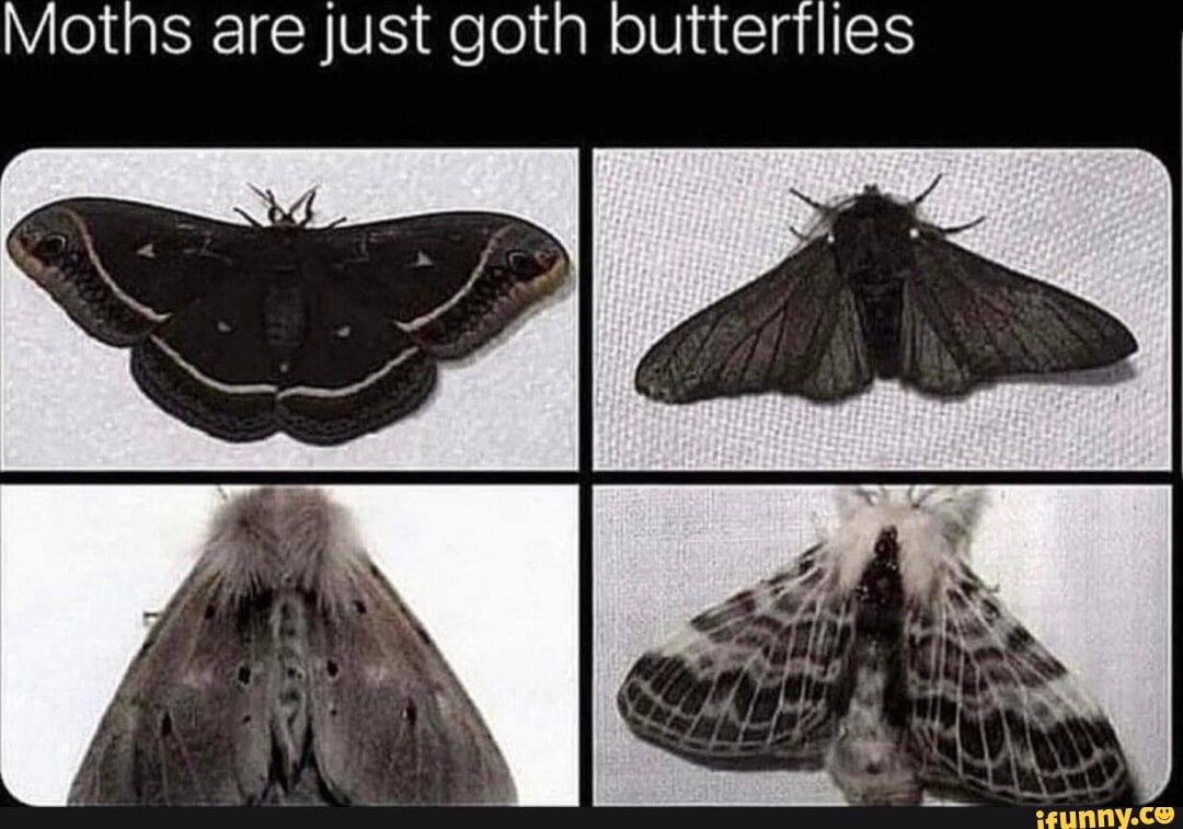 Moths are just goth buttertlies - iFunny