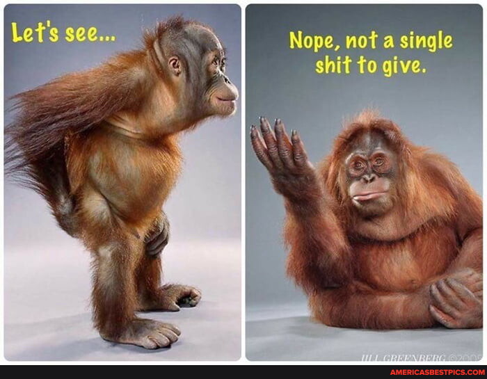 Let's see Nope, not a single % shit to give. - America’s best pics and ...
