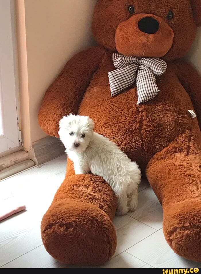 Parvo memes. Best Collection of funny Parvo pictures on iFunny