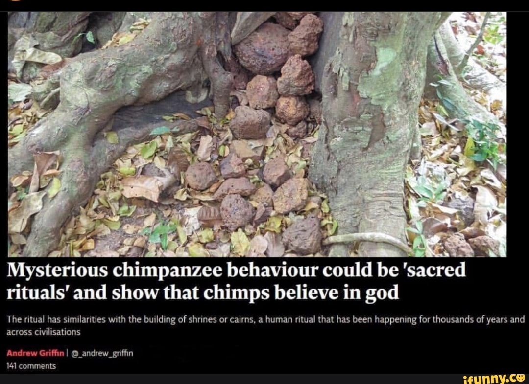 Mysterious chimpanzee behaviour could be "sacred rituals' and show that ...