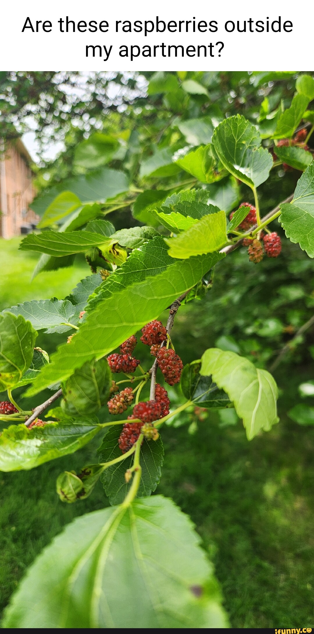 Raspberries memes. Best Collection of funny Raspberries pictures on iFunny