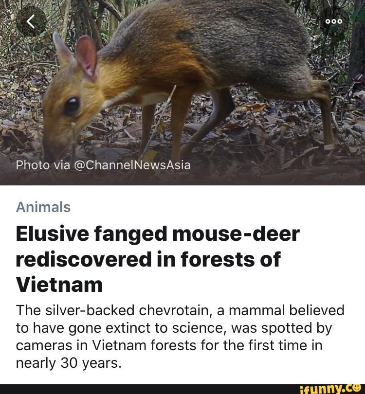 Animals Elusive fanged mouse-deer rediscovered in forests of Vietnam ...