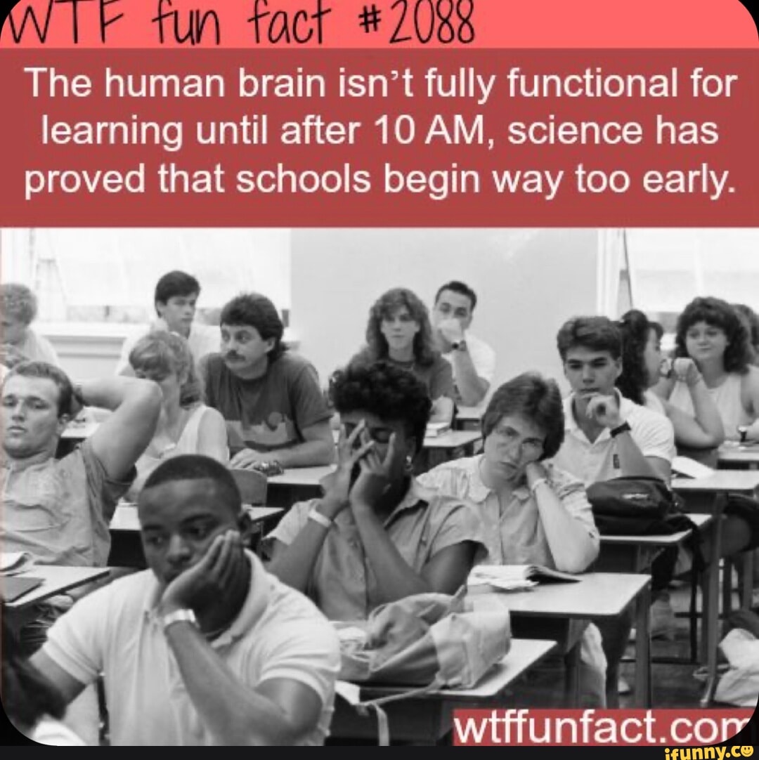 AN TUN \ The human brain isn't fully functional for learning until ...