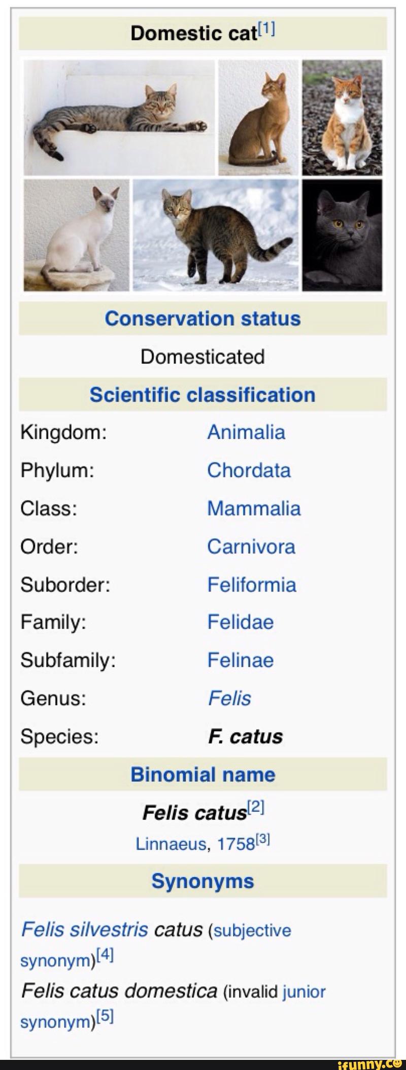 Domestic catl‘] Conservation status Domesticated Scientific ...