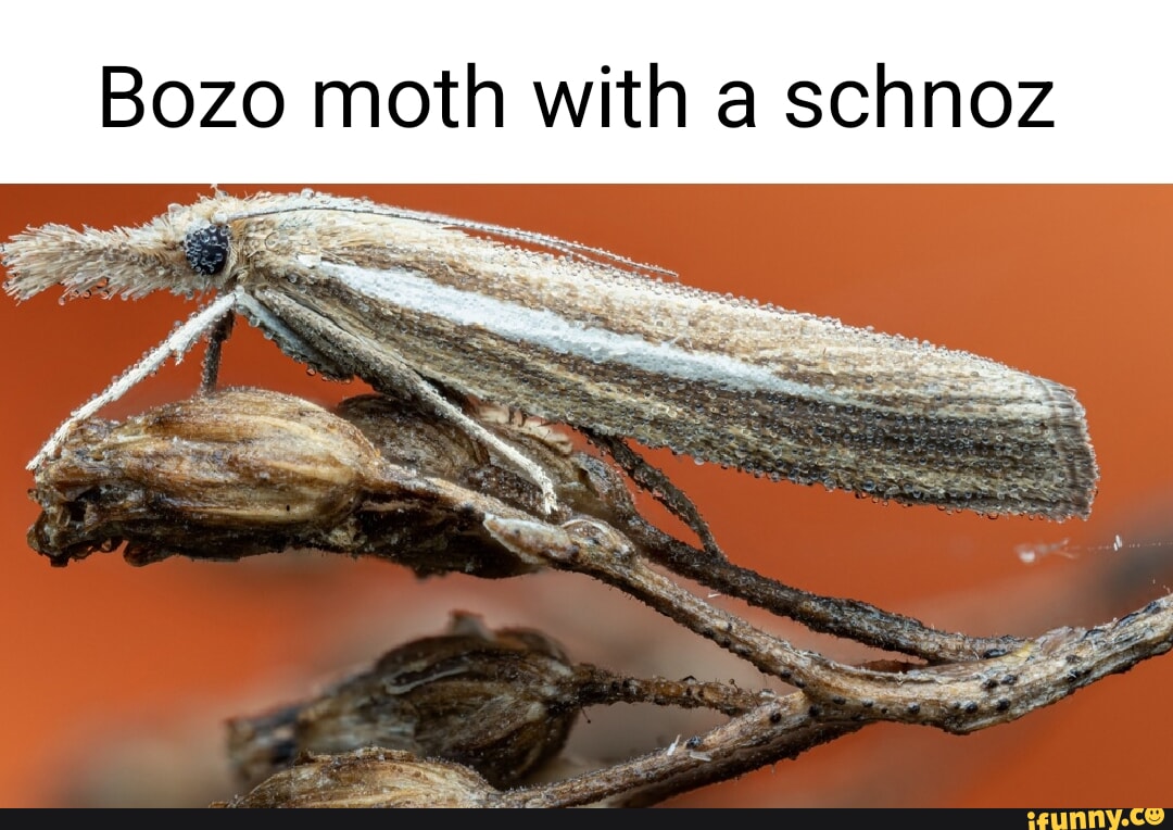 Schnoz memes. Best Collection of funny Schnoz pictures on iFunny