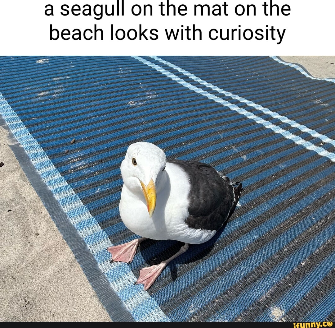 Seagull on the mat on the beach looks with curiosity - iFunny