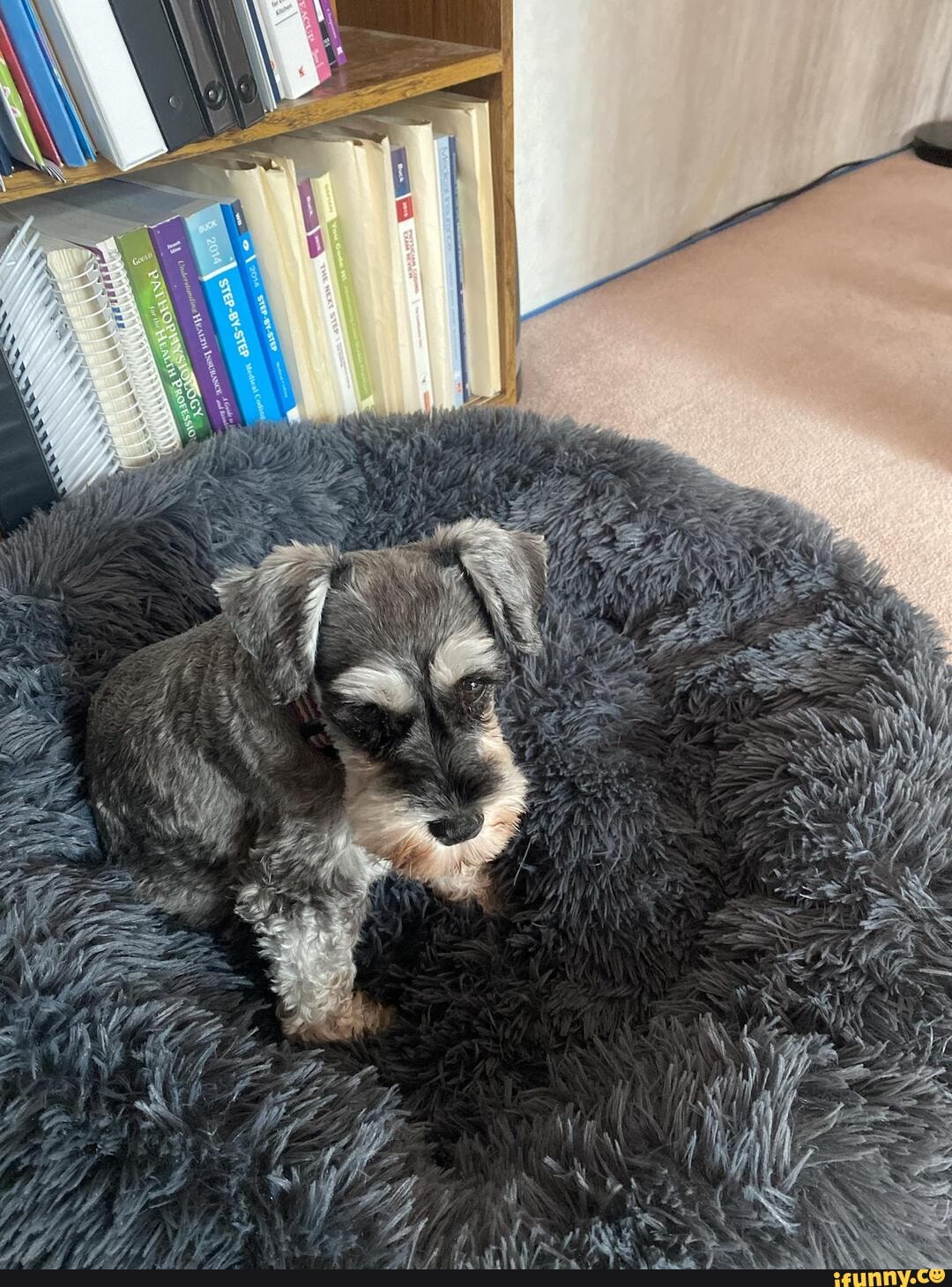 Mini_schnauzer memes. Best Collection of funny Mini_schnauzer pictures ...