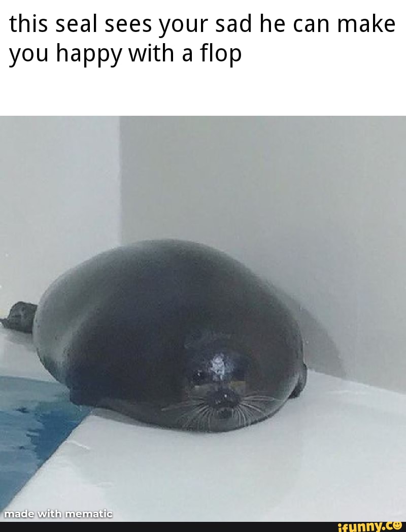 This seal sees your sad he can make you happy with a flop - iFunny