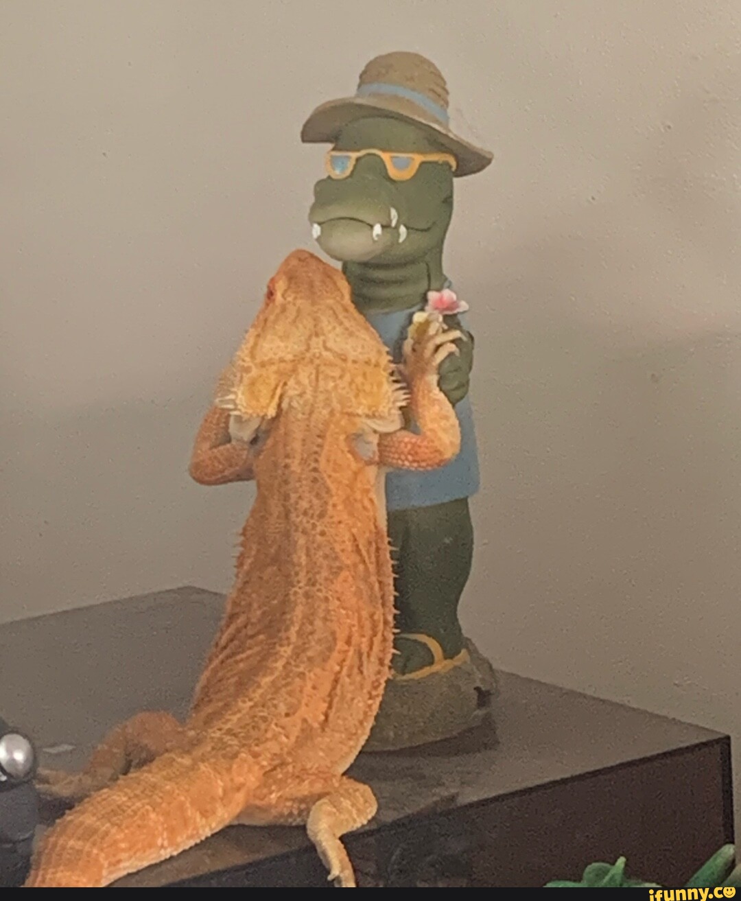 Gabiru memes. Best Collection of funny Gabiru pictures on iFunny