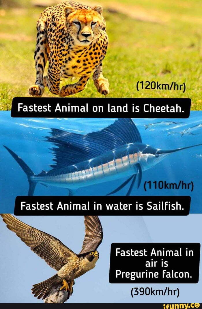 Sailfish memes. Best Collection of funny Sailfish pictures on iFunny