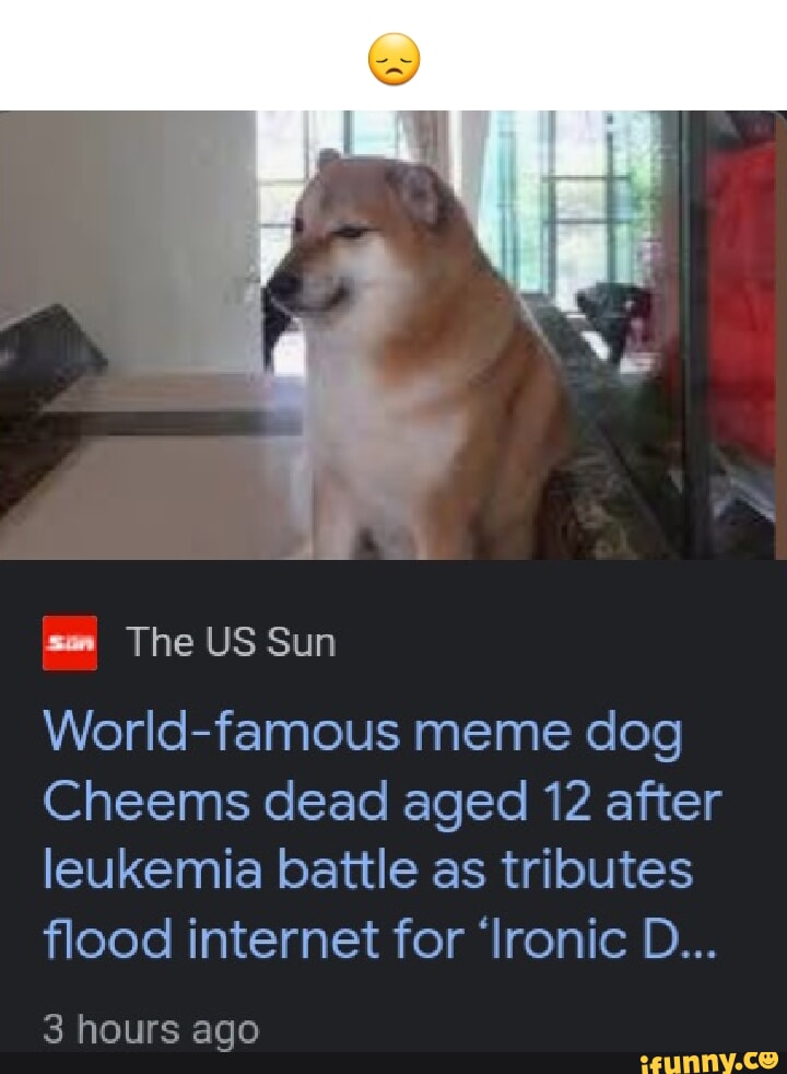 Am The US Sun World-famous meme dog Cheems dead aged 12 after leukemia ...