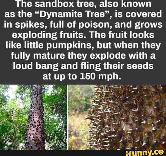 The sandbox tree, also known as the "Dynamite Tree", is covered in ...