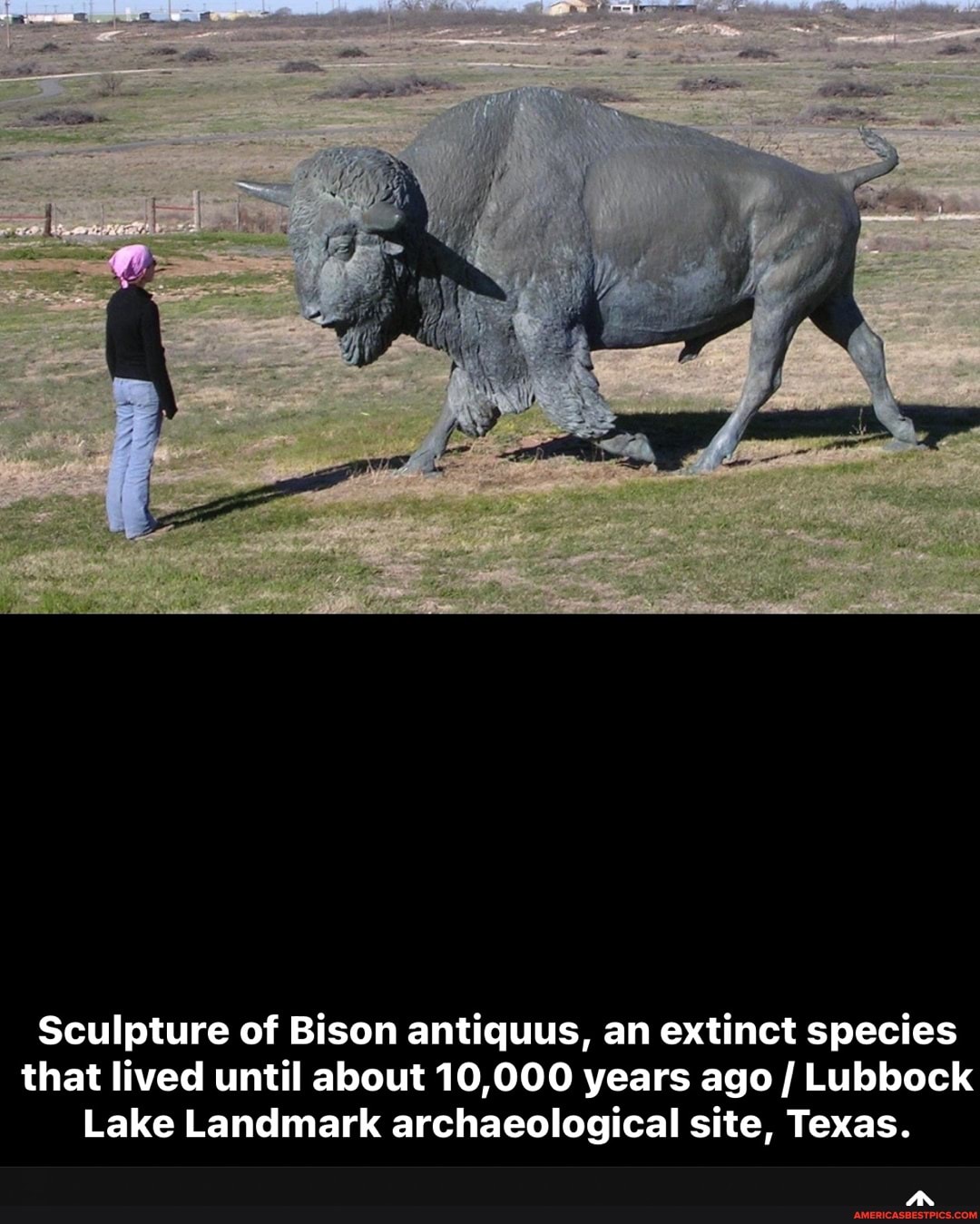 Sculpture of Bison antiquus, an extinct species that lived until about ...