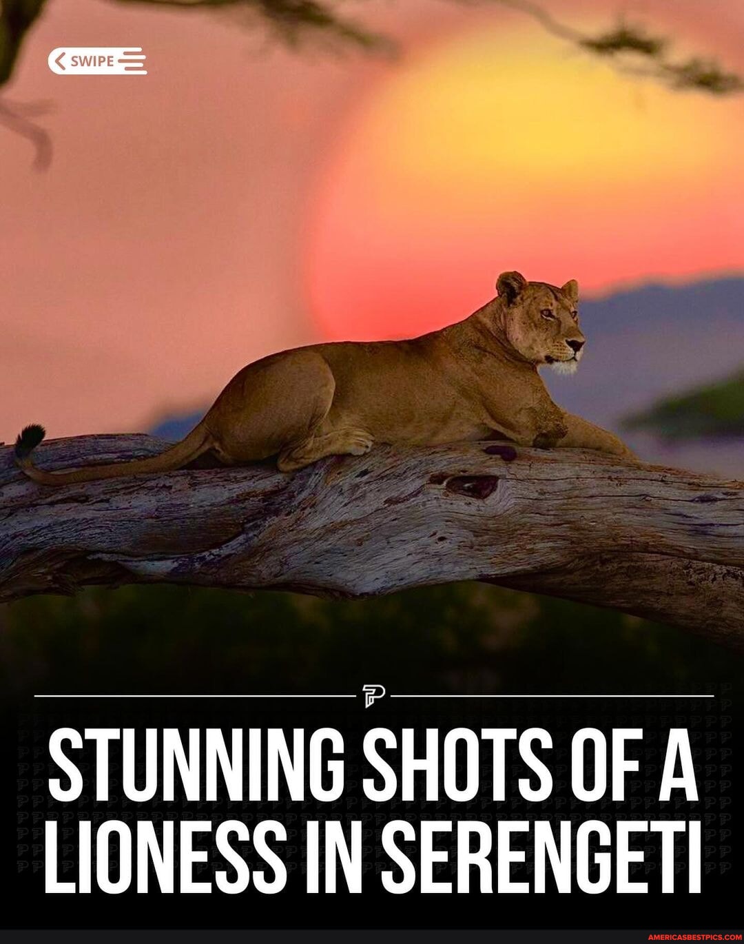 Swipe ️ Breathtaking photographs capturing a lioness in Serengeti. 🦁 ...