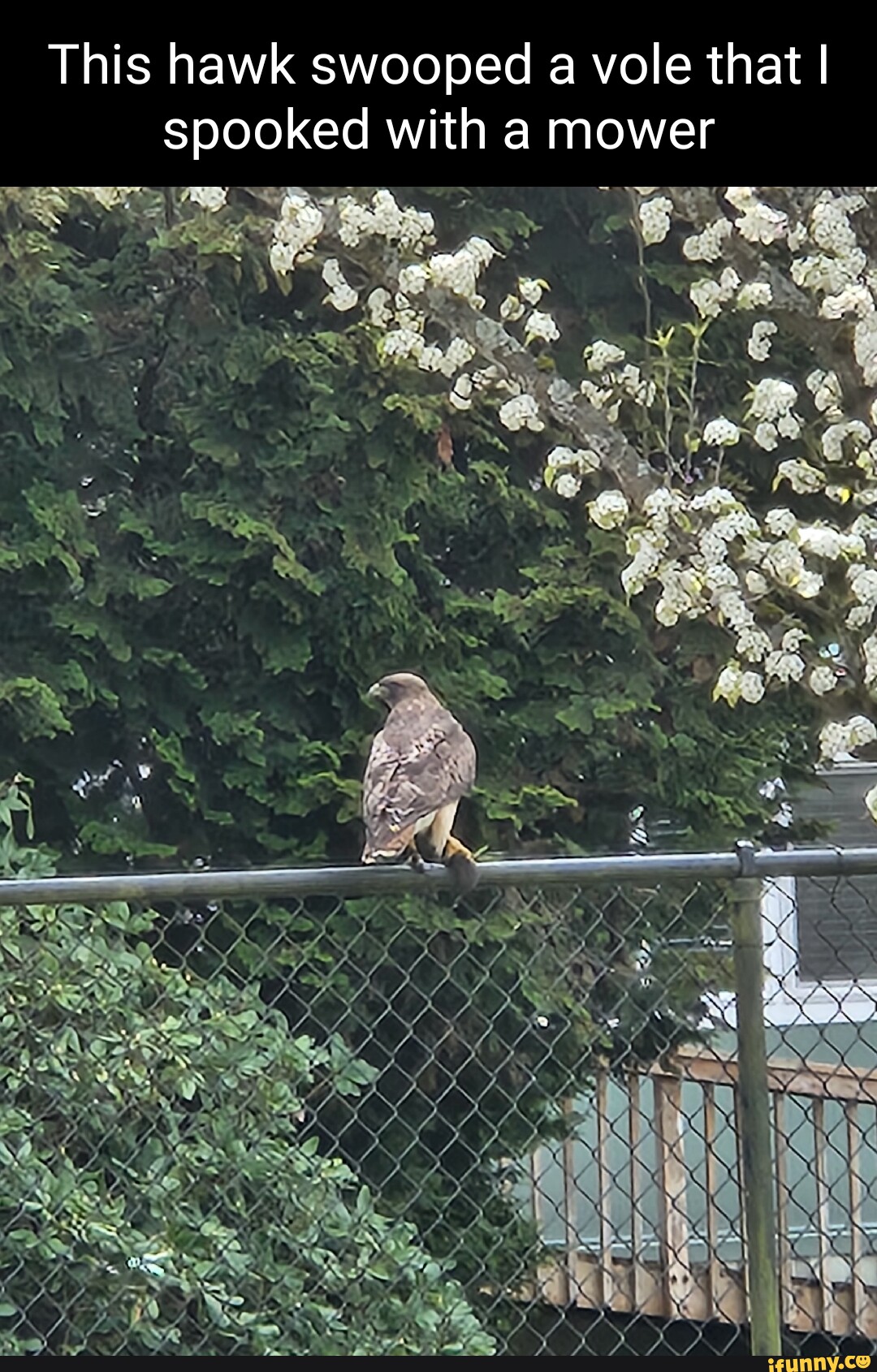 Swooped memes. Best Collection of funny Swooped pictures on iFunny