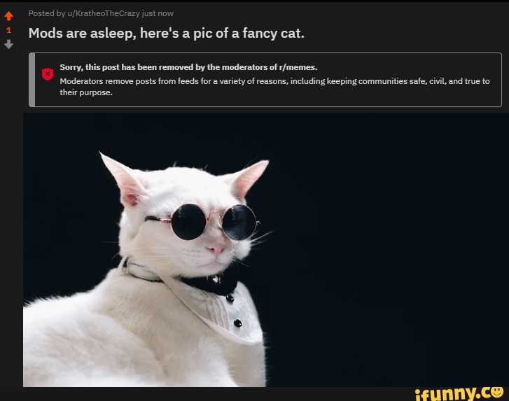 Posted by just now Mods are asleep, here's a pic of a fancy cat ...