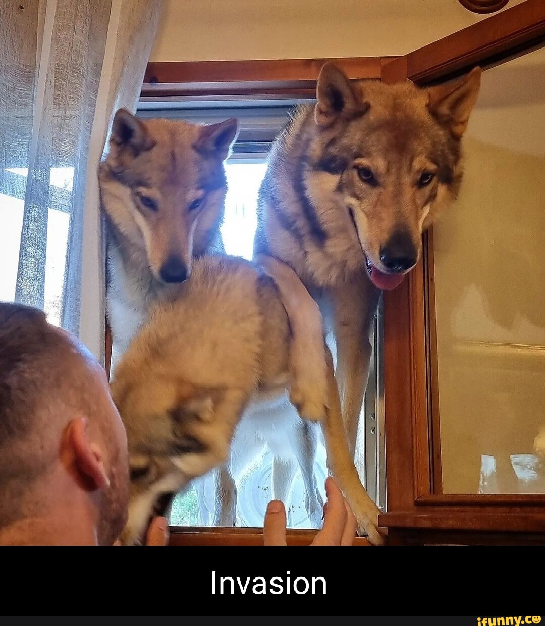 Wolfdog memes. Best Collection of funny Wolfdog pictures on iFunny