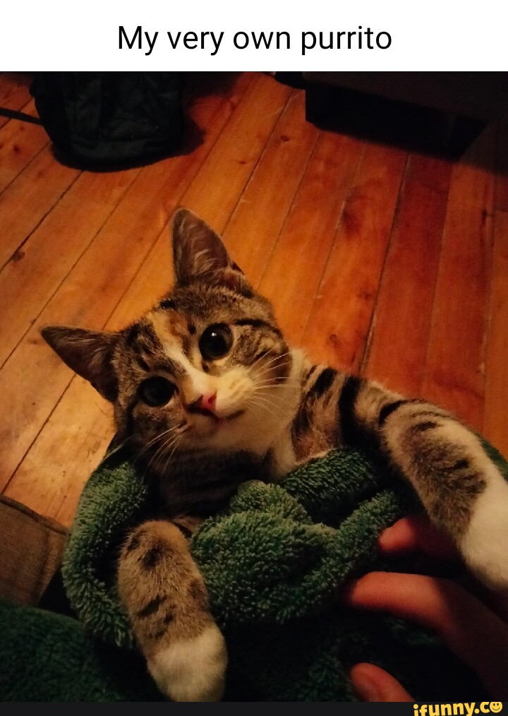 Purrito memes. Best Collection of funny Purrito pictures on iFunny