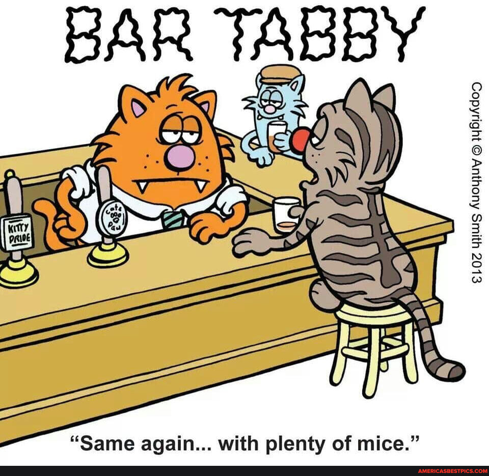 BAR TABBY "Same again... with plenty of mice." - America’s best pics ...
