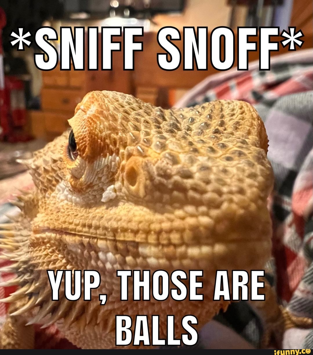 SNIFF SNOFF* YUP, THOSE ARE BALLS ar - iFunny