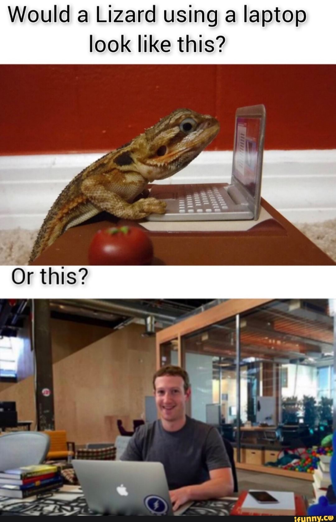 Would A Lizard Using A Laptop Look Like This would-a-lizard-using-a-laptop-look-like-this