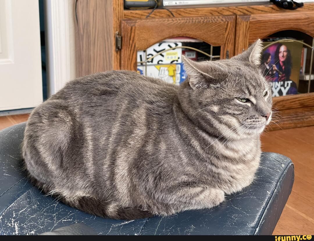 Toonces memes. Best Collection of funny Toonces pictures on iFunny