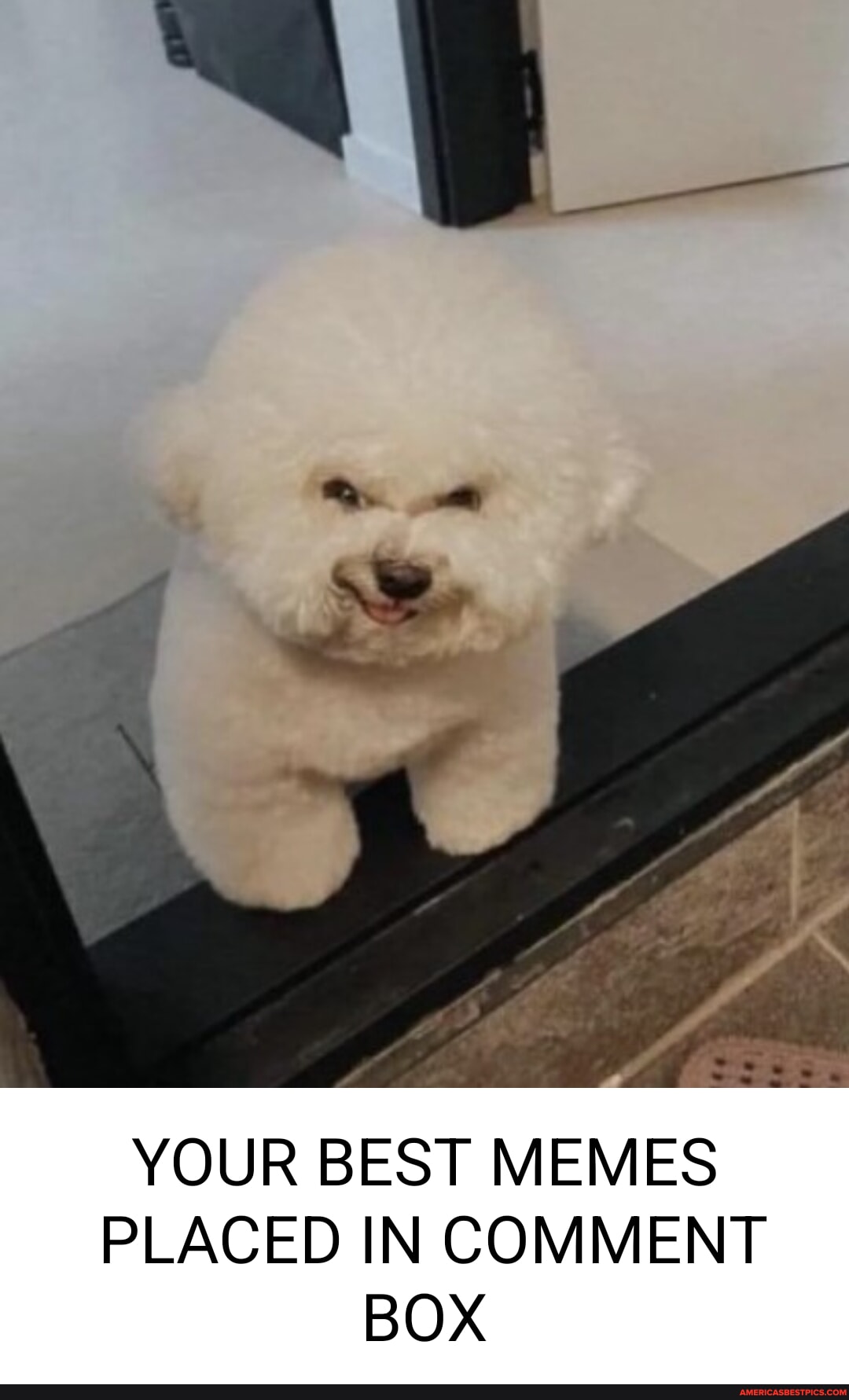 YOUR BEST MEMES PLACED IN COMMENT BOX - America’s best pics and videos