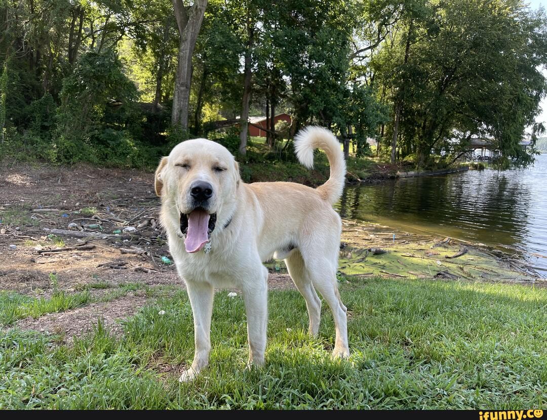 Willeh memes. Best Collection of funny Willeh pictures on iFunny