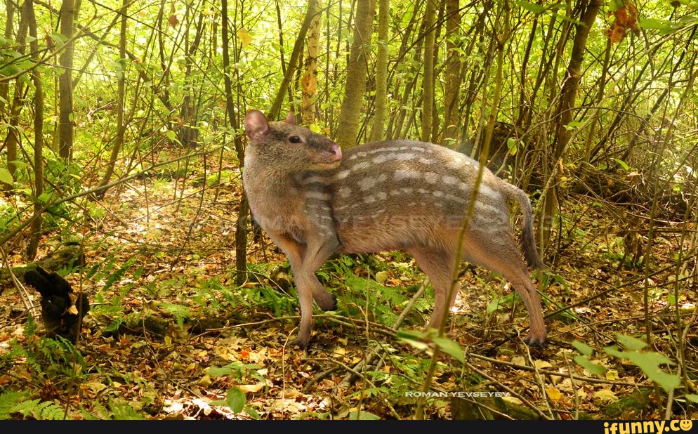 The first horses were about the size of cats, as they scurried along in ...