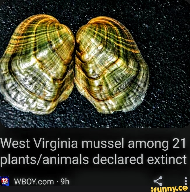Mussel memes. Best Collection of funny Mussel pictures on iFunny