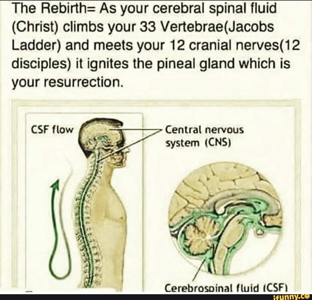 The Rebirth= As your cerebral spinal fluid (Christ) climbs your 33 Ladder) and meets your 12 ...