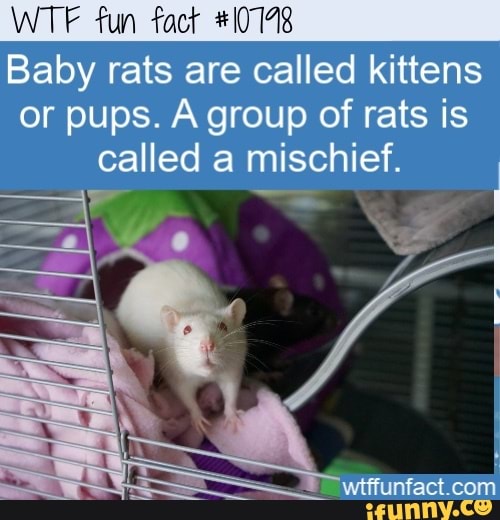 Baby rats are called kittens or pups. A group of rats is called a ...