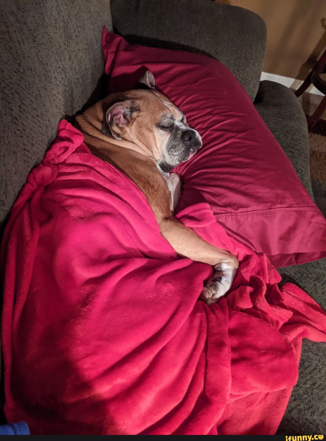 Sleepingdog memes. Best Collection of funny Sleepingdog pictures on iFunny