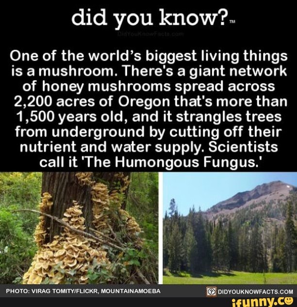 Did you know?.. One of the world's biggest living things is amushroom ...