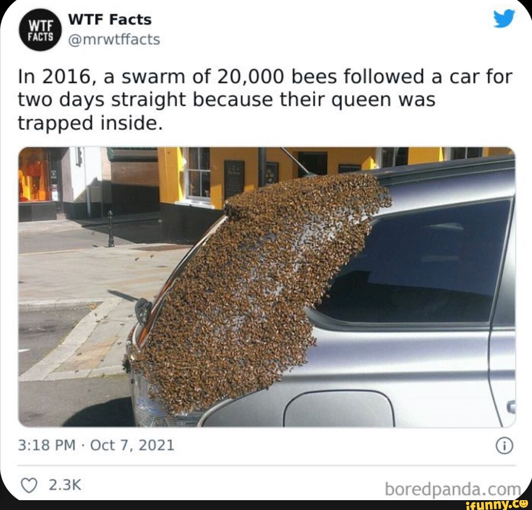4 WTF Facts FACTS @mrwtffacts In 2016, a swarm of 20,000 bees followed ...